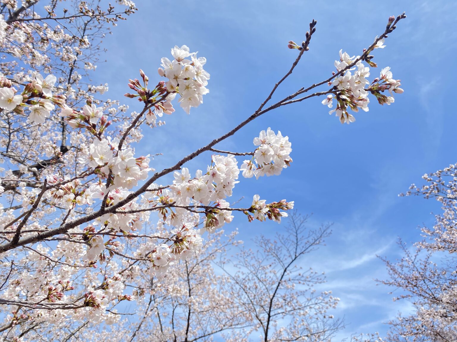 【Osaka Sakura】Sakura viewing at Expo ’70 Commemorative Park, a famous ...